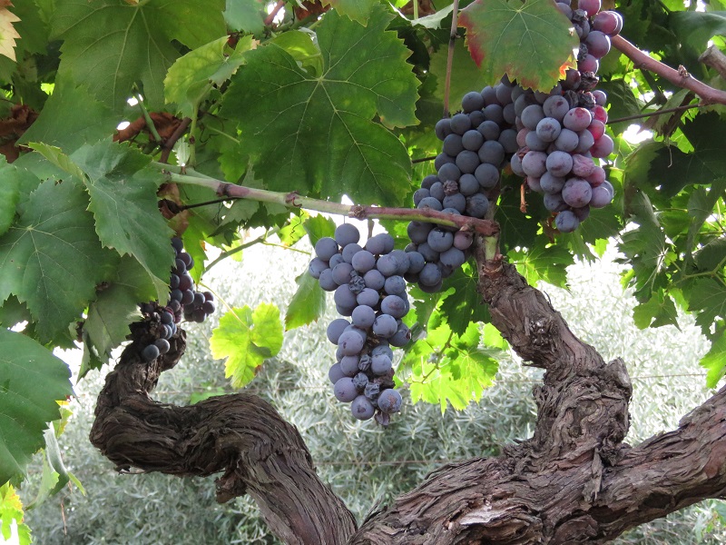 La récolte des raisins sur l'Etna - Go-Etna - Excursion Etna